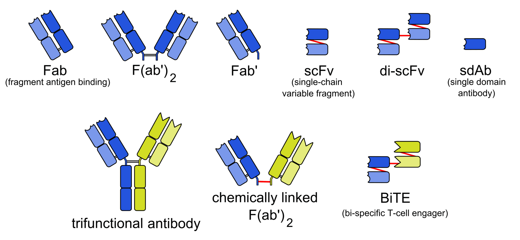 Bispecific Antibody Drug ELISA – Krishgen Biosystems